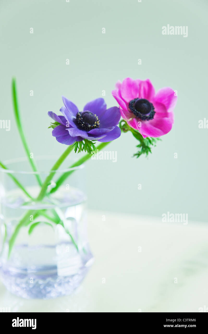 Anemone vase cut flower hi-res stock photography and images - Alamy
