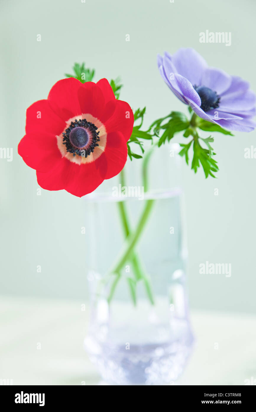 Anemone vase cut flower hi-res stock photography and images - Alamy
