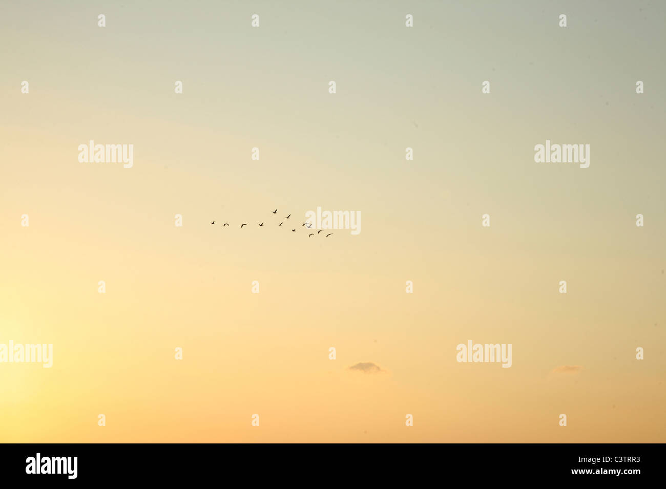 Birds flying at sunset time hi-res stock photography and images - Alamy