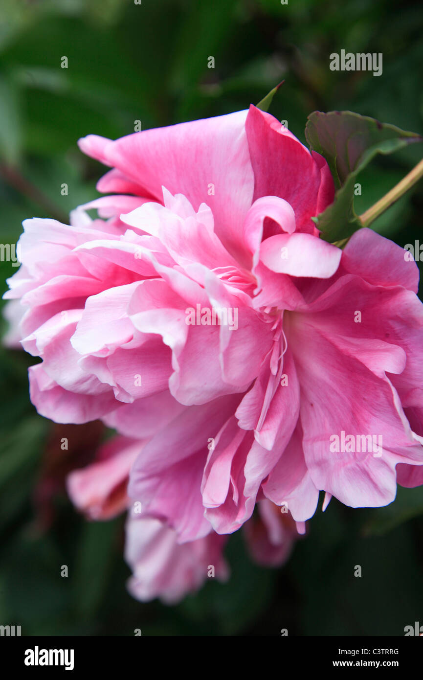 Chinese peony hi-res stock photography and images - Alamy