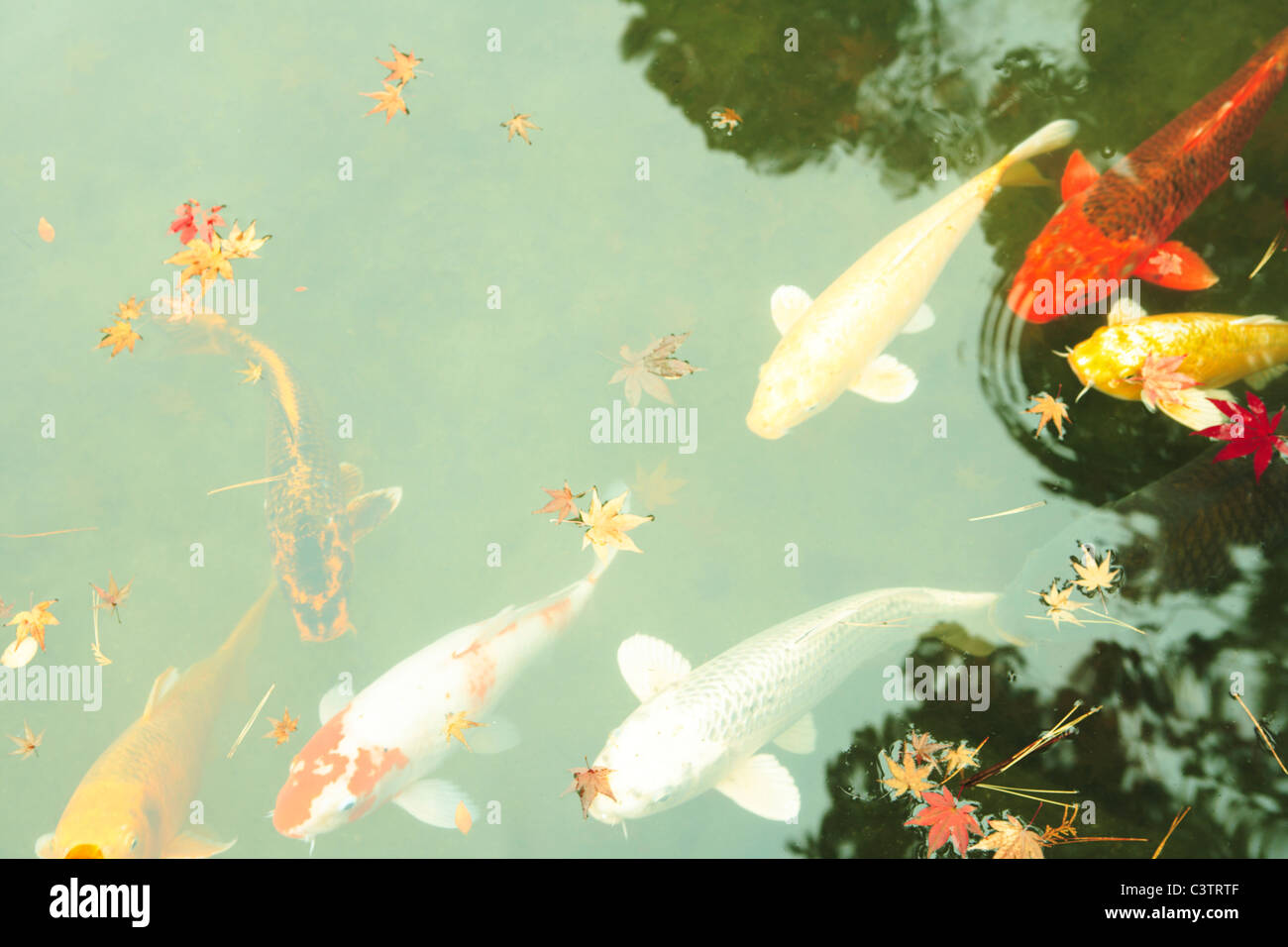 School of koi hi-res stock photography and images - Alamy