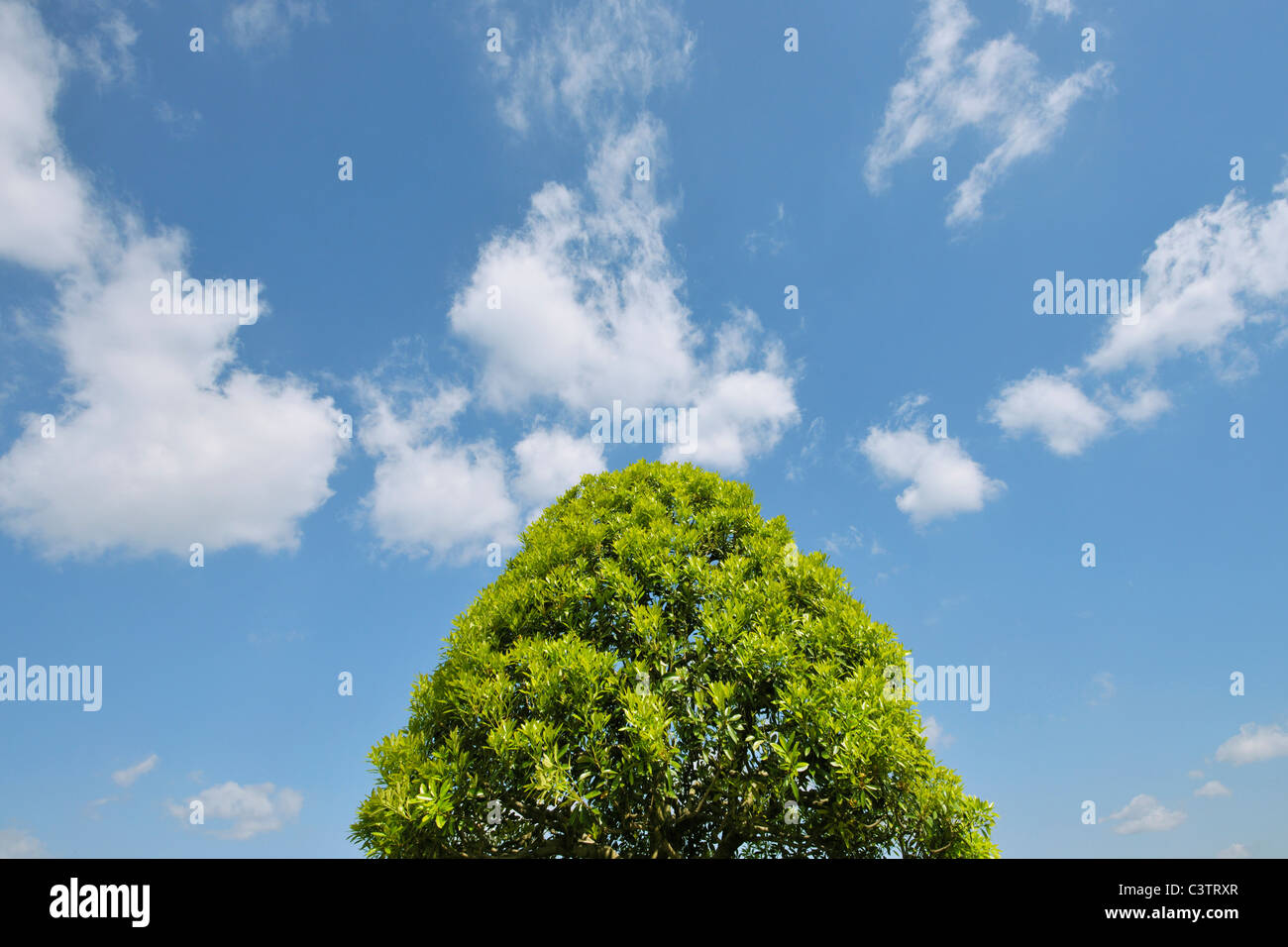 Woody plant viewpoint tree hi-res stock photography and images - Alamy