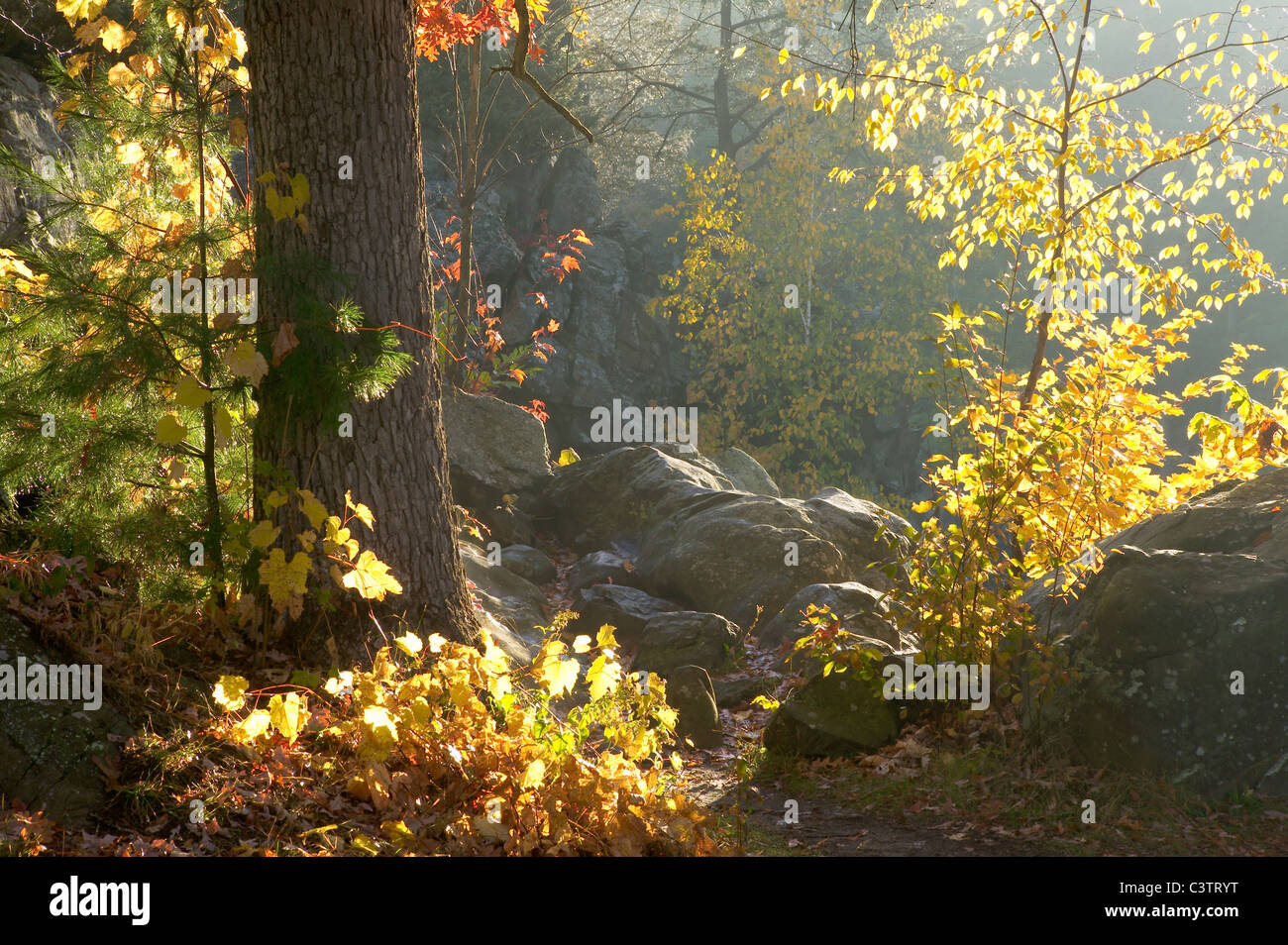 autumn trees in Dalles of the St. Croix, Interstate State Park, Chisago ...