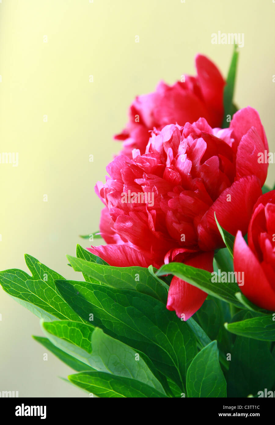 burgundy peony flower with green leaves Stock Photo - Alamy