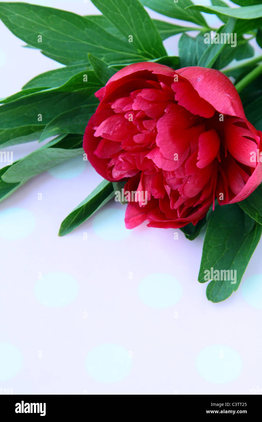 burgundy peony flower with green leaves Stock Photo - Alamy