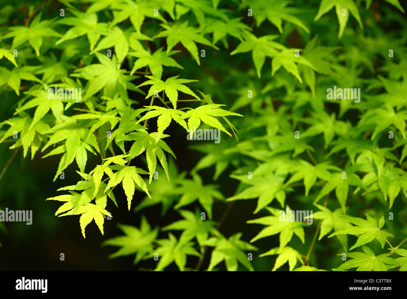 Green Maple Leaves Stock Photo - Alamy