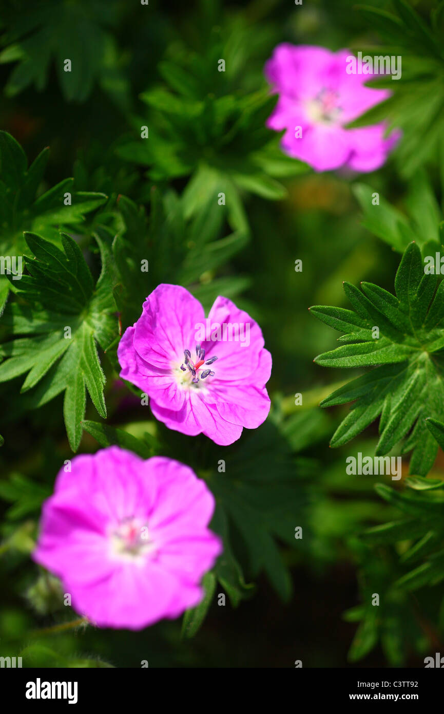 Water cranesbill hi-res stock photography and images - Alamy