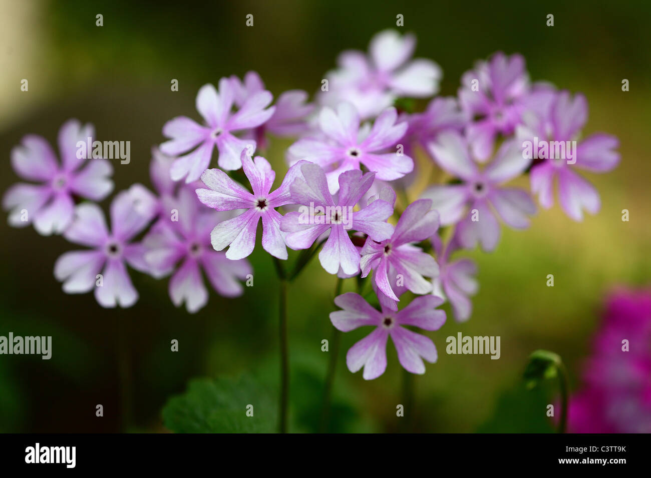Primrose hi-res stock photography and images - Alamy