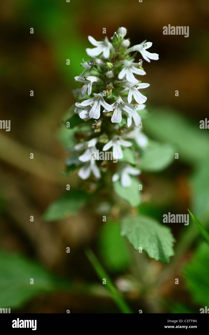 Bugleweed hi-res stock photography and images - Alamy