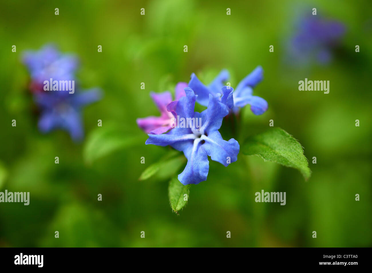 Gromwell High Resolution Stock Photography and Images - Alamy