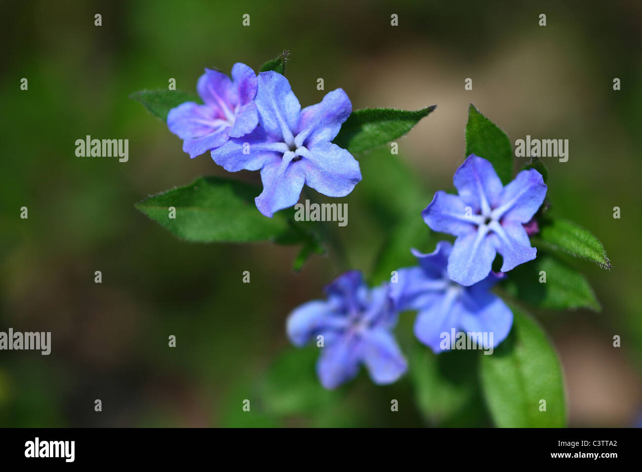 Blue Gromwell High Resolution Stock Photography and Images - Alamy