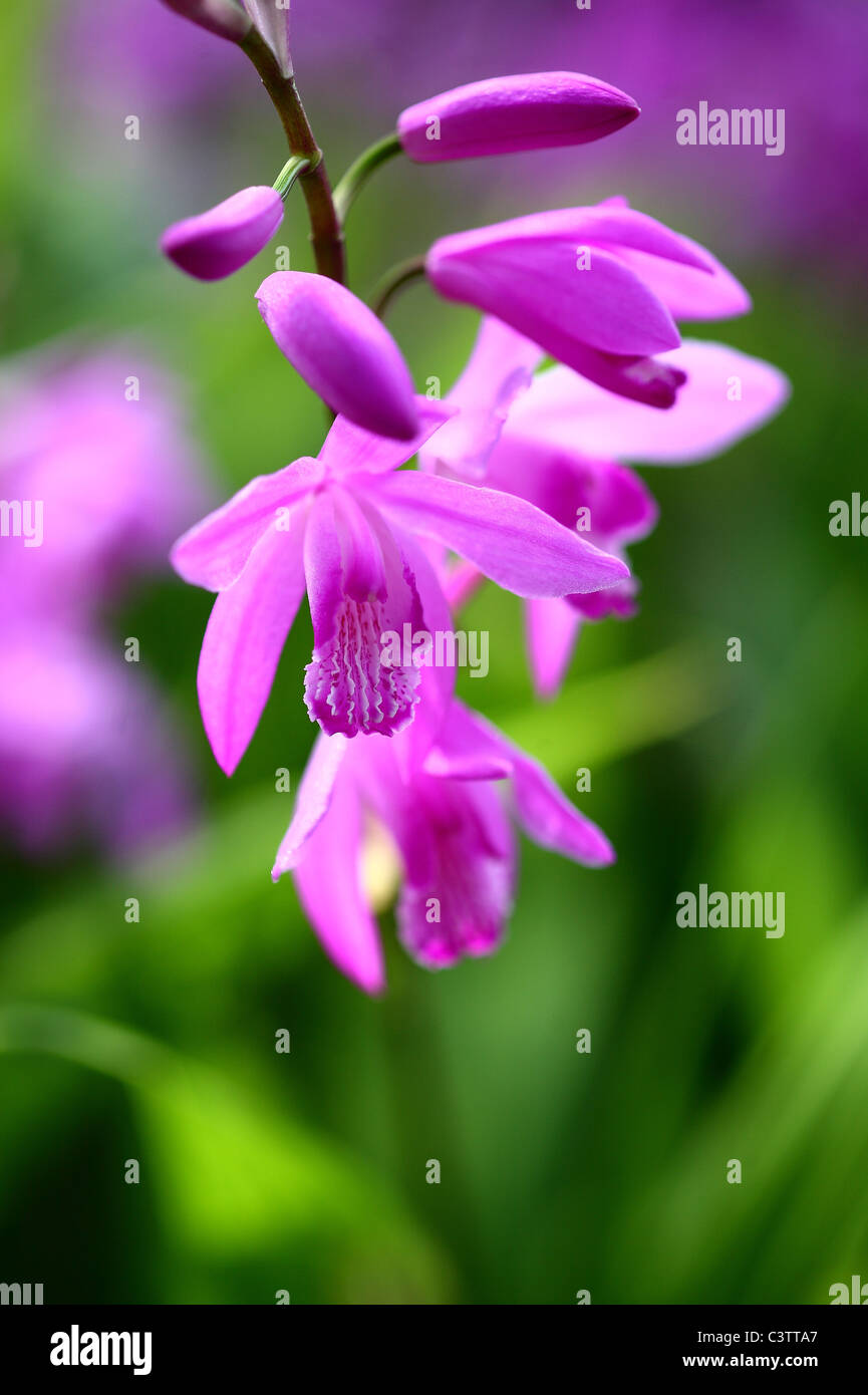 Chinese Ground Orchid Flower Stock Photo - Alamy