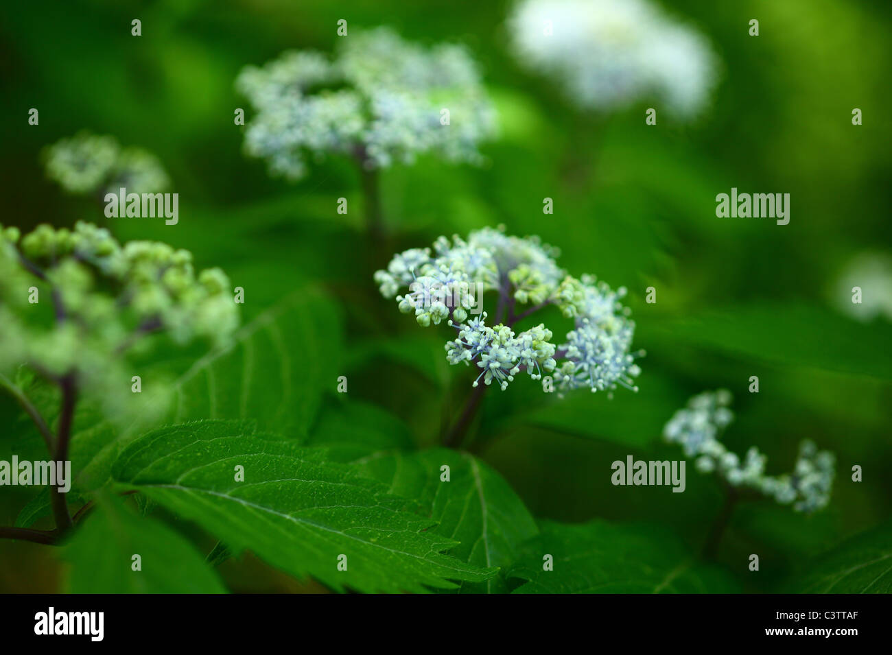 Hydrangea hirta Flowers Stock Photo - Alamy