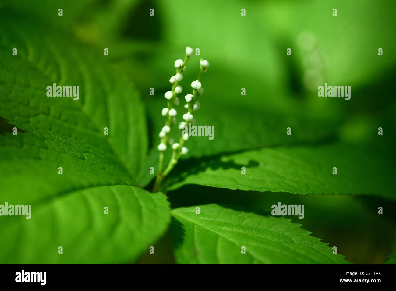 Chloranthus flowers hi-res stock photography and images - Alamy