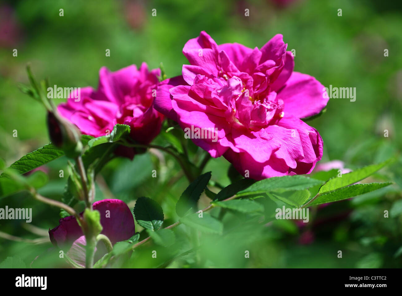 Two vibrant roses hi-res stock photography and images - Alamy