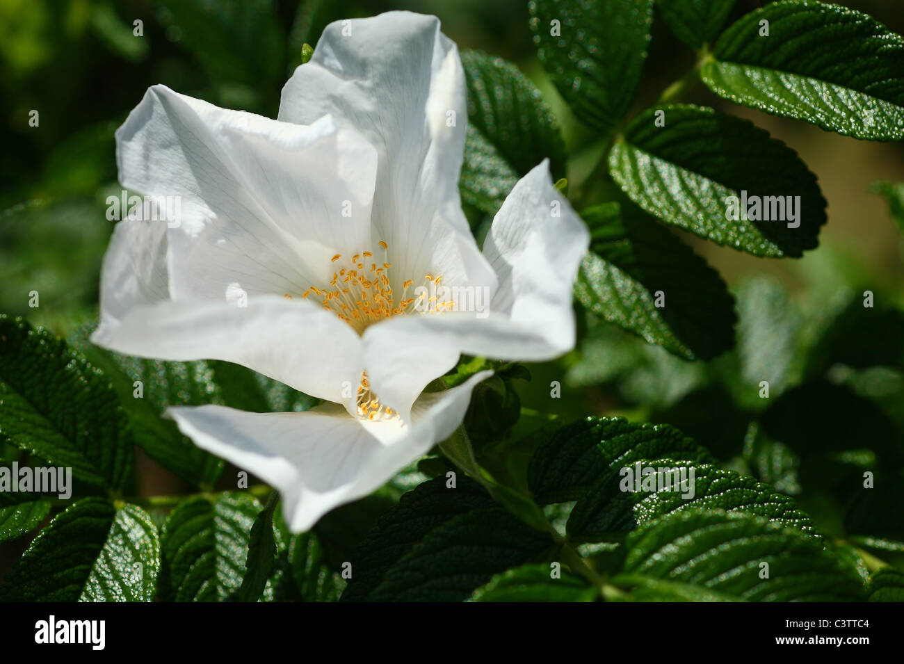 Single White Ramanas Rose Flower Stock Photo - Alamy