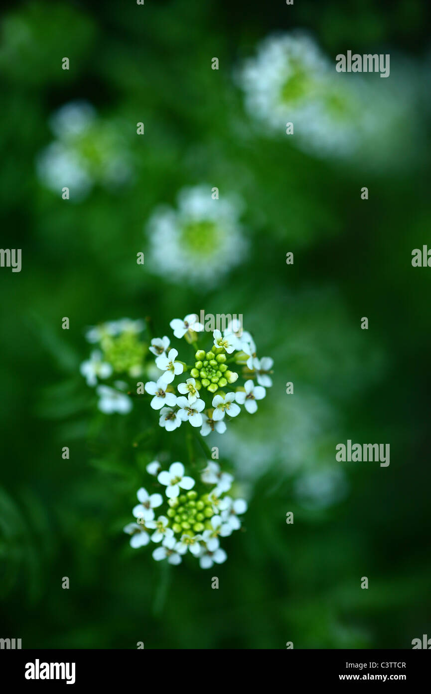 Watercress flower hi-res stock photography and images - Alamy