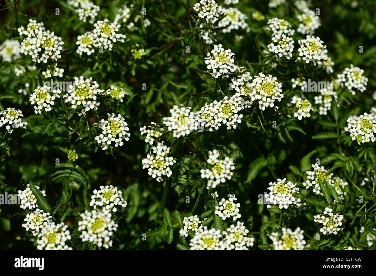 Watercress flower hi-res stock photography and images - Alamy