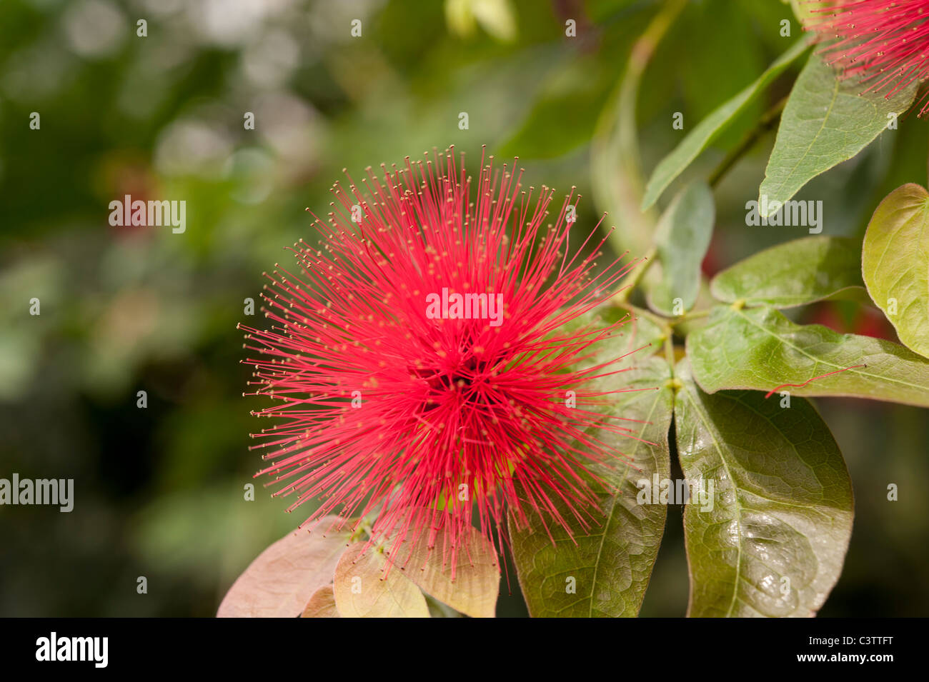 Caliandra tergemina variety emarginata hi-res stock photography and ...