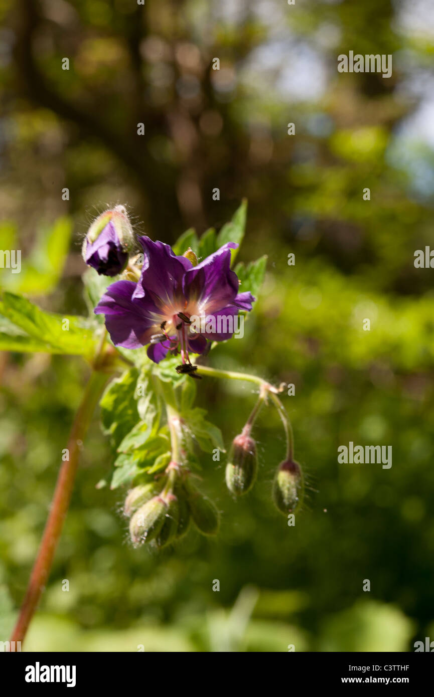 Geranium phaeum, Dusky Crane's-bill Stock Photo - Alamy
