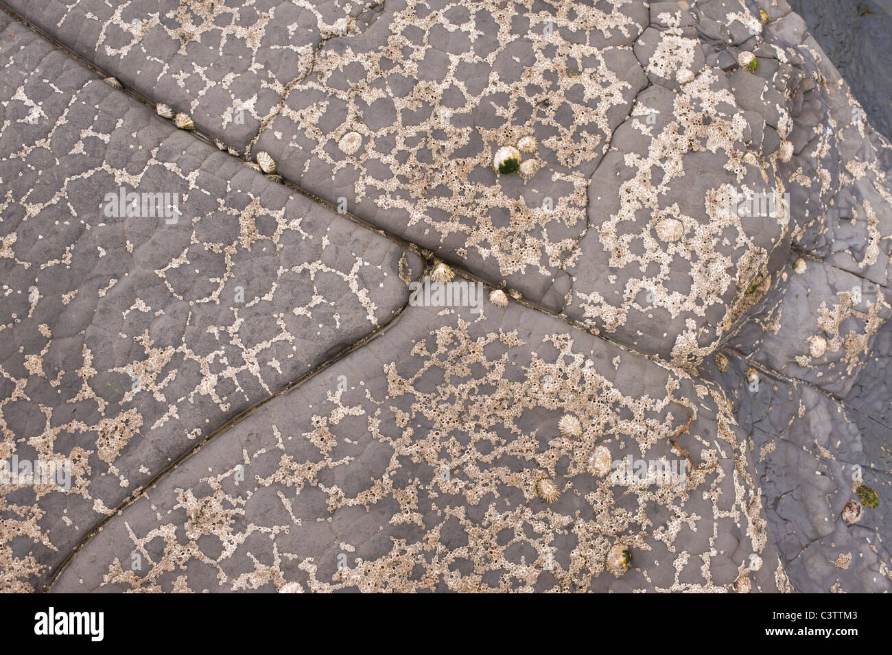Fissures in limestone blocks of Kimmeridge Ledges, Dorset, UK Stock ...