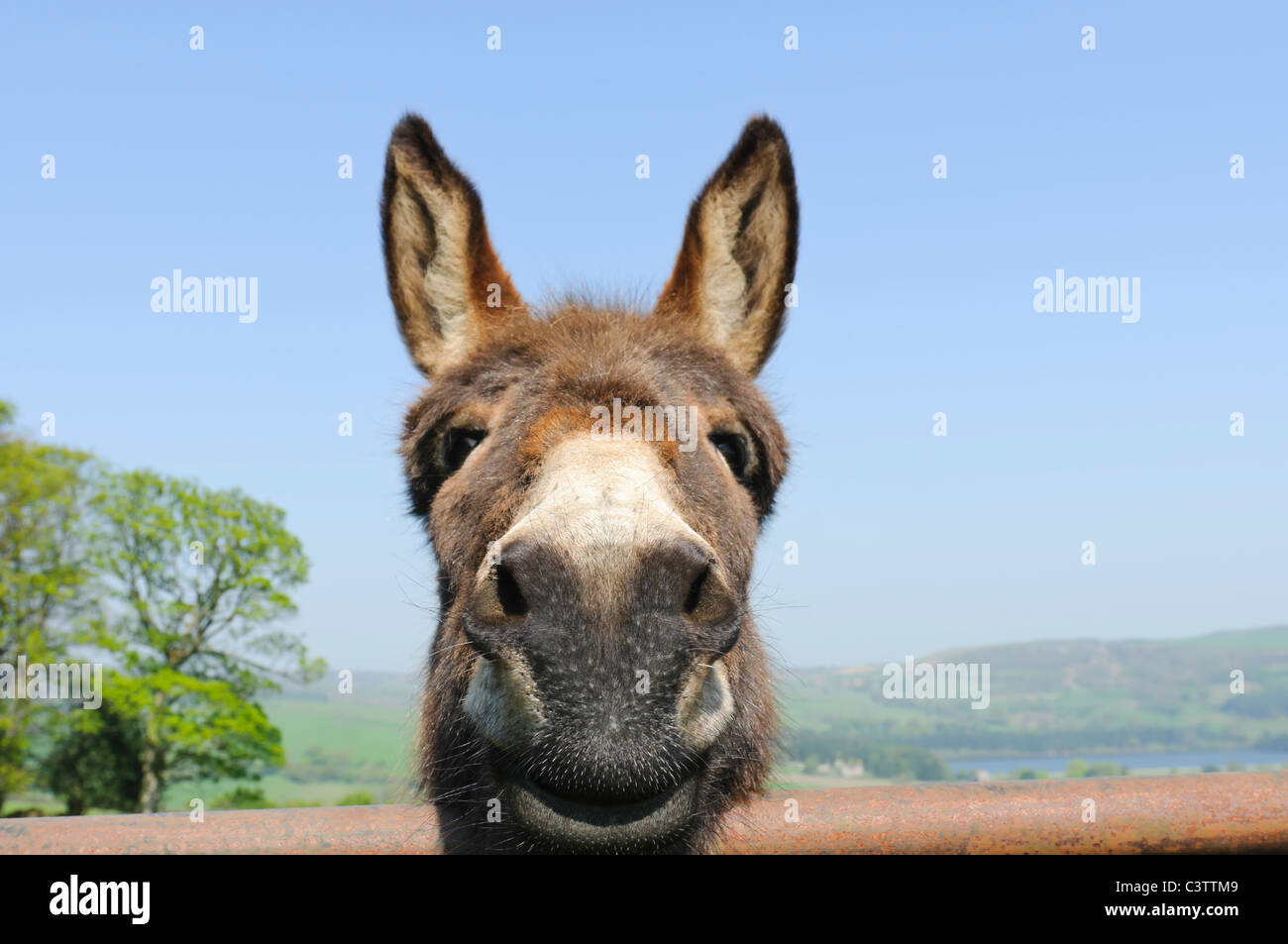 Donkey looking over gate in Bradfield Dale Peak District National Park ...