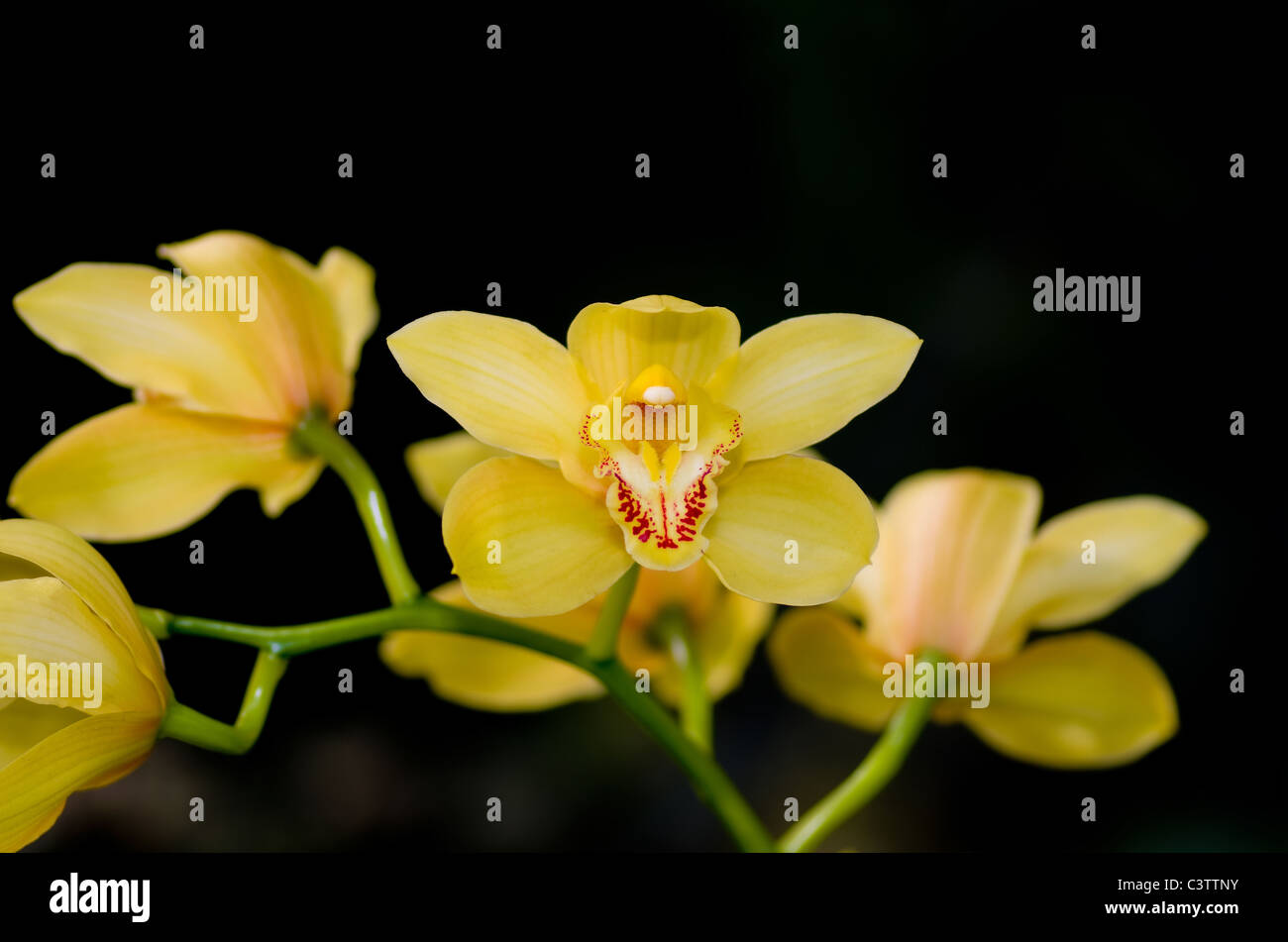 Yellow Phalaenopsis Orchid Stock Photo - Alamy