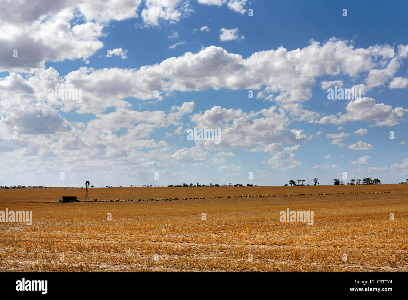 Australian Plains Background