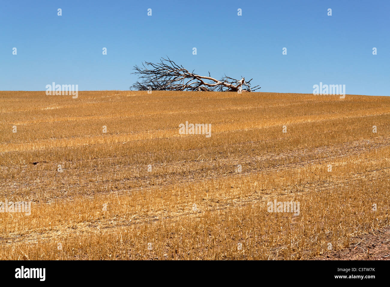Dead tree on farmland, Calingiri Western Australia Stock Photo - Alamy