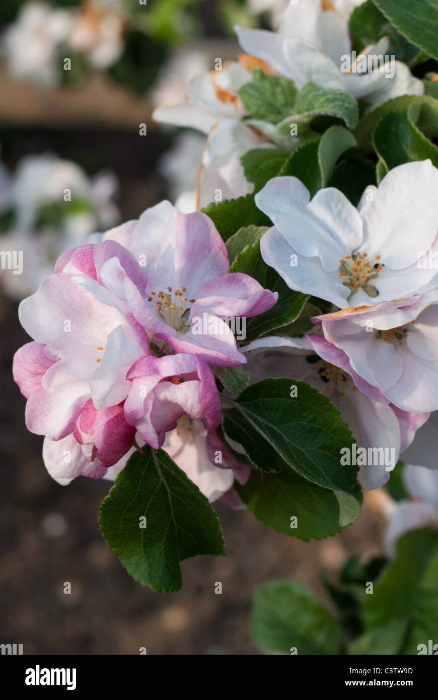 Blossom on bramley apple tree hi-res stock photography and images - Alamy