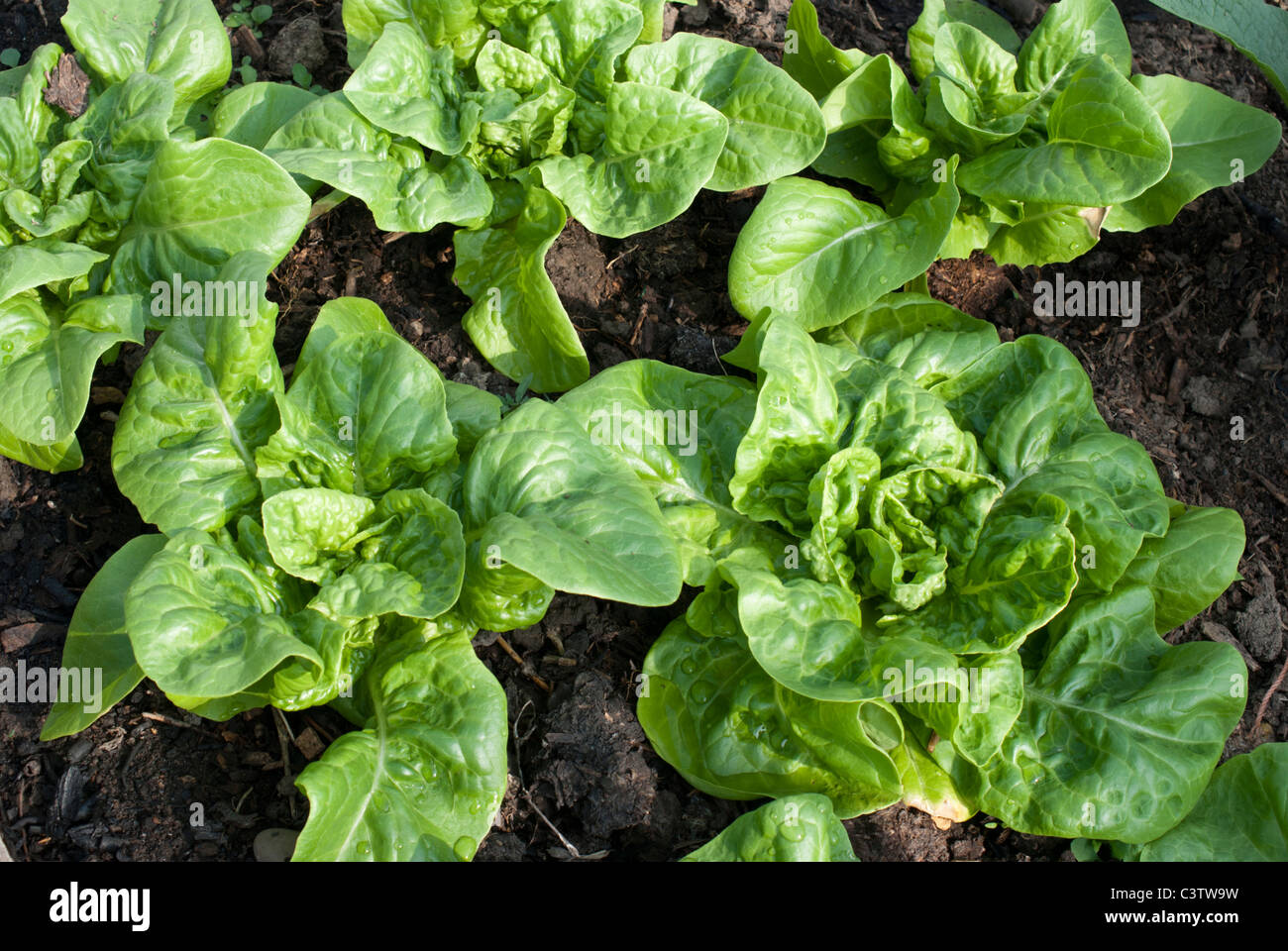 Vegetable plot lettuce plants at potager garden hi-res stock ...