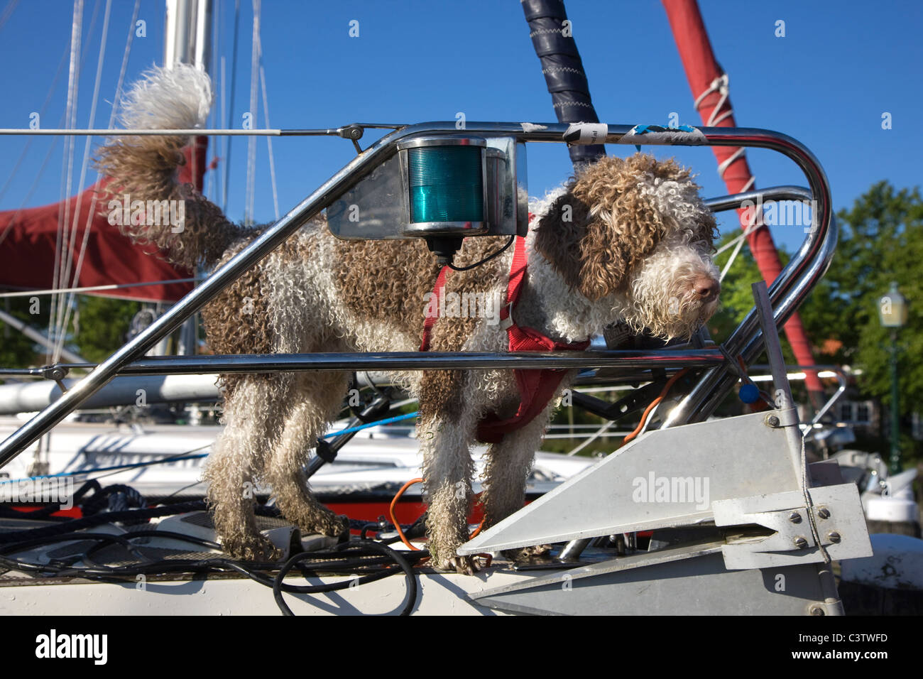 Spanish Water dog / Perro de Agua Espanol (Canis lupus familiaris ...
