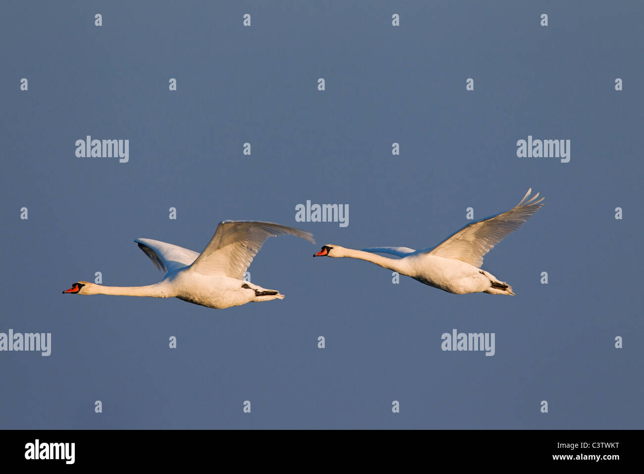 Flying mute swans hi-res stock photography and images - Alamy
