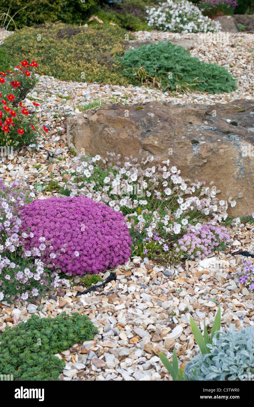 Alpine rock garden Stock Photo - Alamy