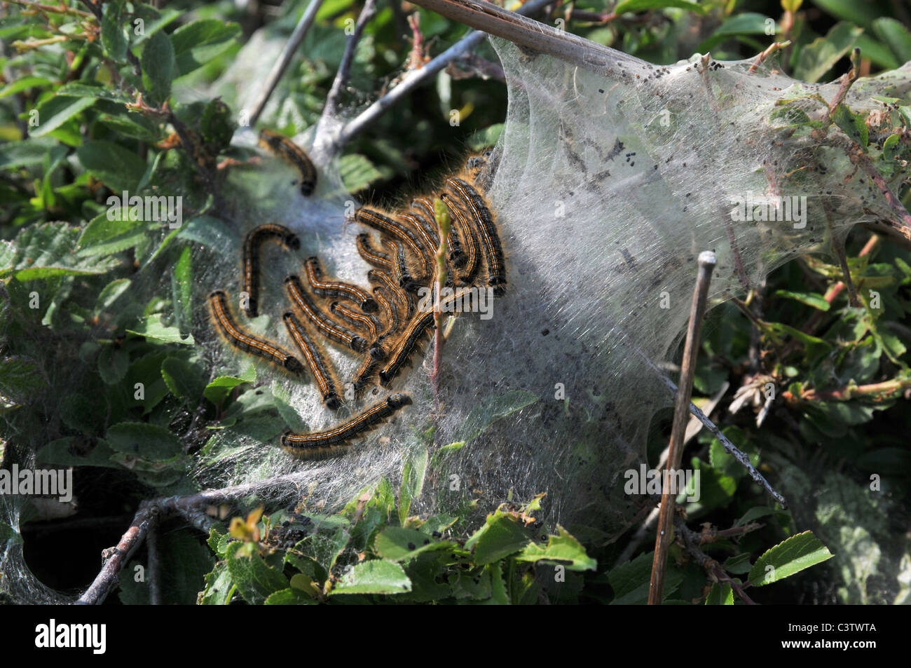 Moth web hi-res stock photography and images - Alamy