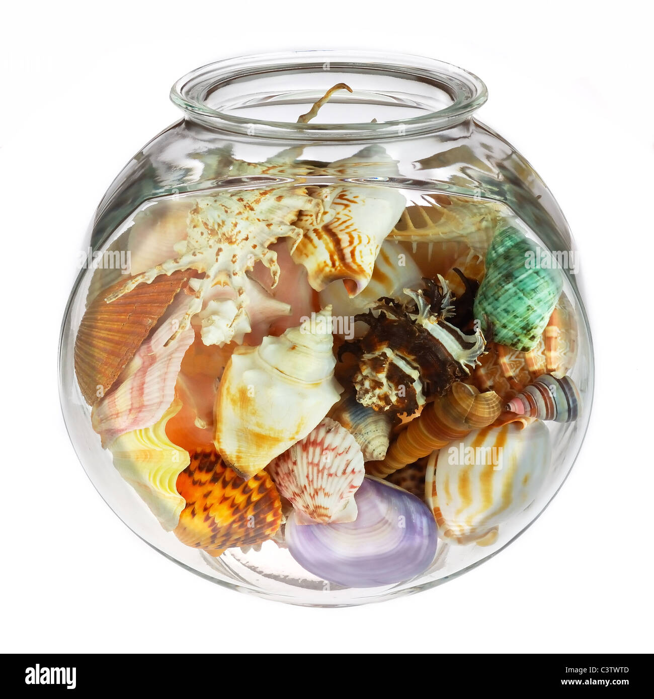 Seashell Seashells High Resolution Stock Photography and Images - Alamy