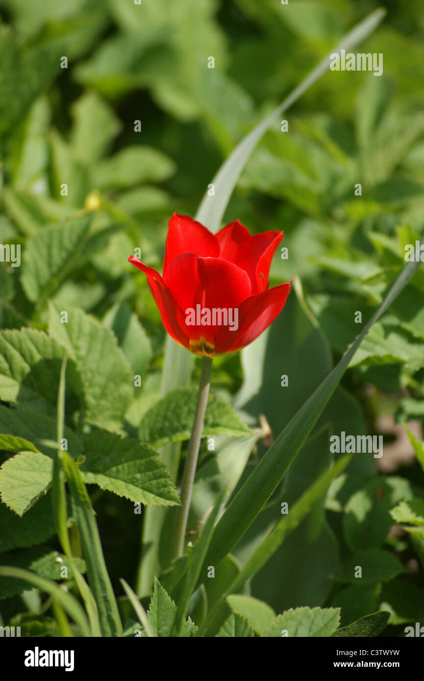 Yellow tulip field with single red tulip hi-res stock photography and ...