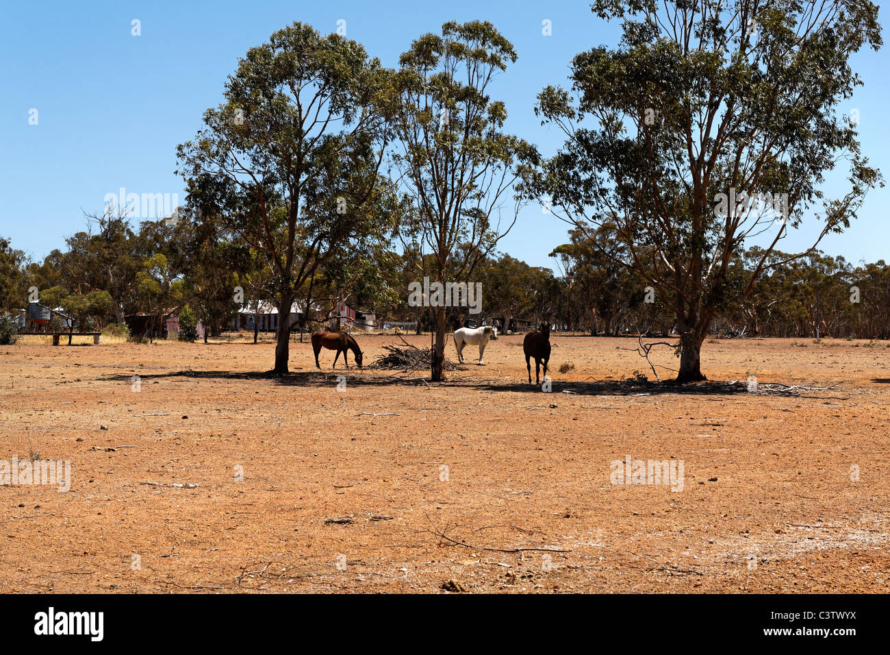 Farm settlement and horses, Calingiri Western Australia Stock Photo - Alamy