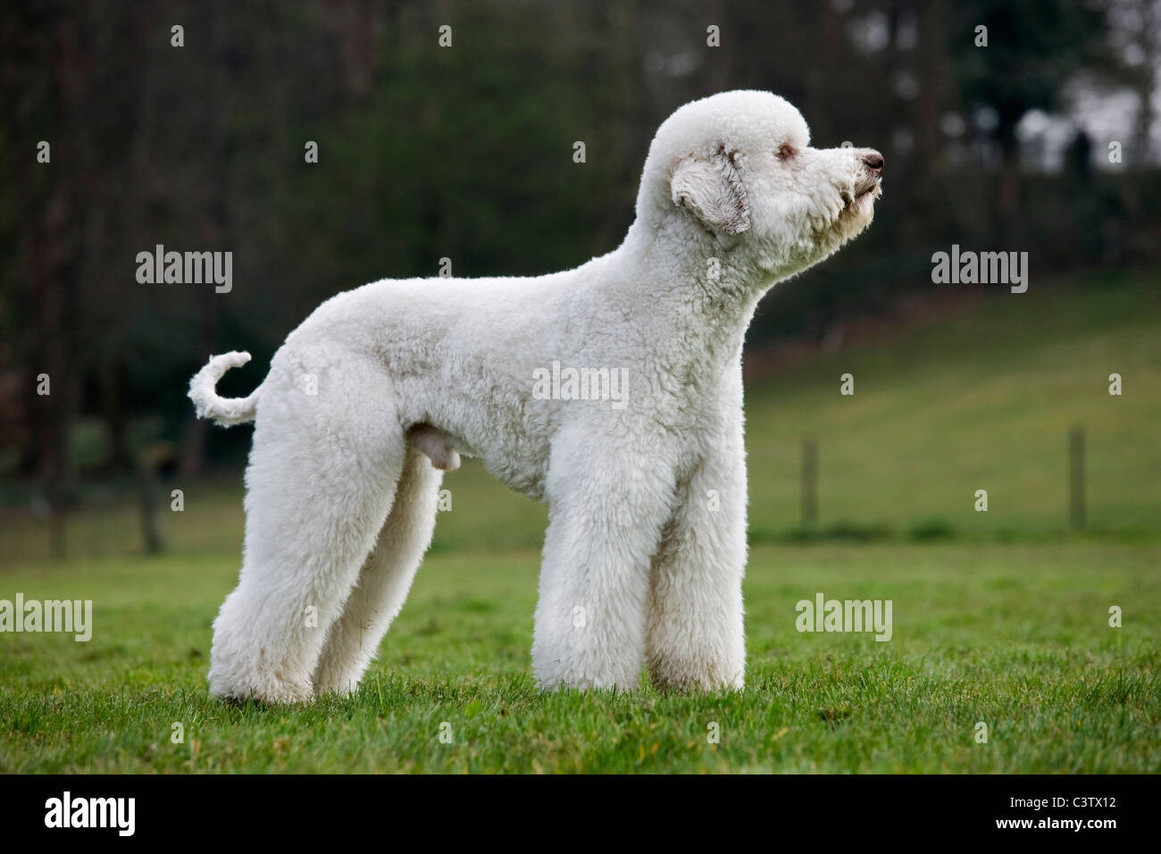 Standard poodle (Canis lupus familiaris) in garden Stock Photo - Alamy