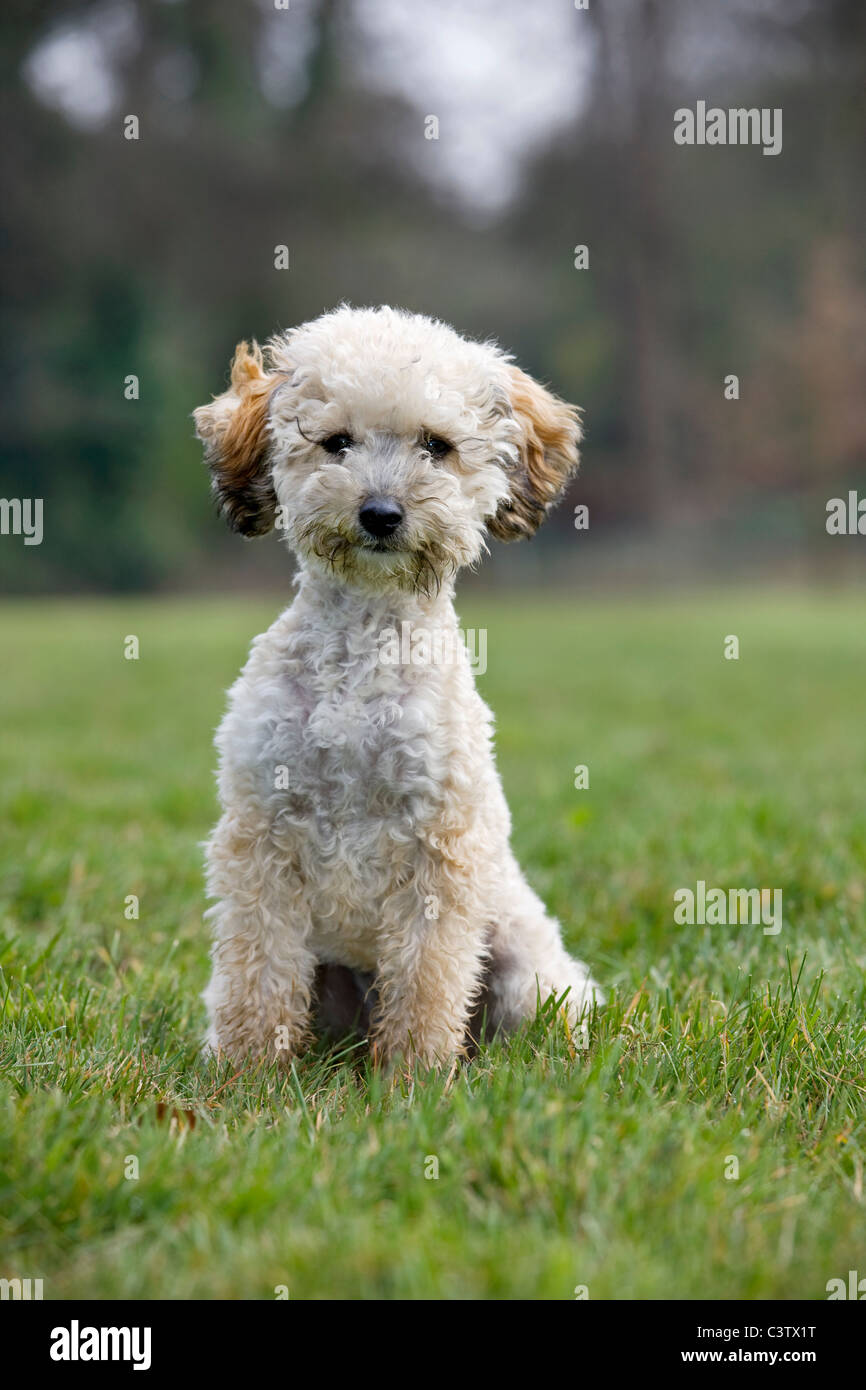 Standard poodle (Canis lupus familiaris) pup sitting in garden Stock ...