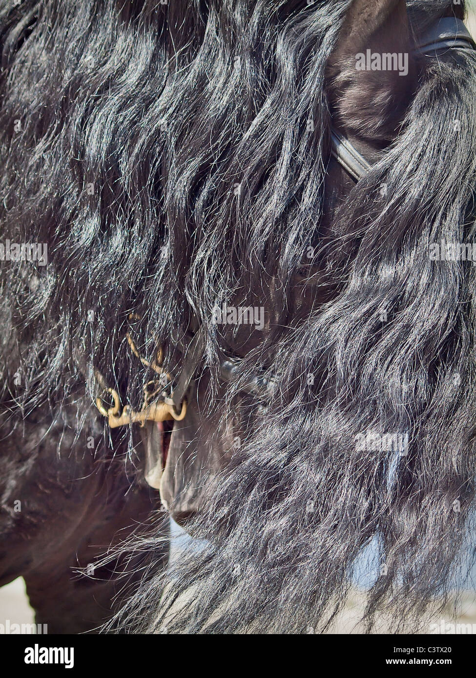 Black Mane And Forelock High Resolution Stock Photography and Images ...