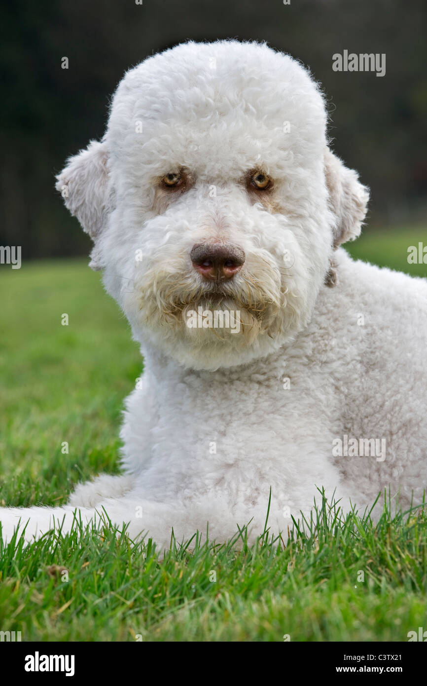 Standard poodle (Canis lupus familiaris) lying in garden Stock Photo ...