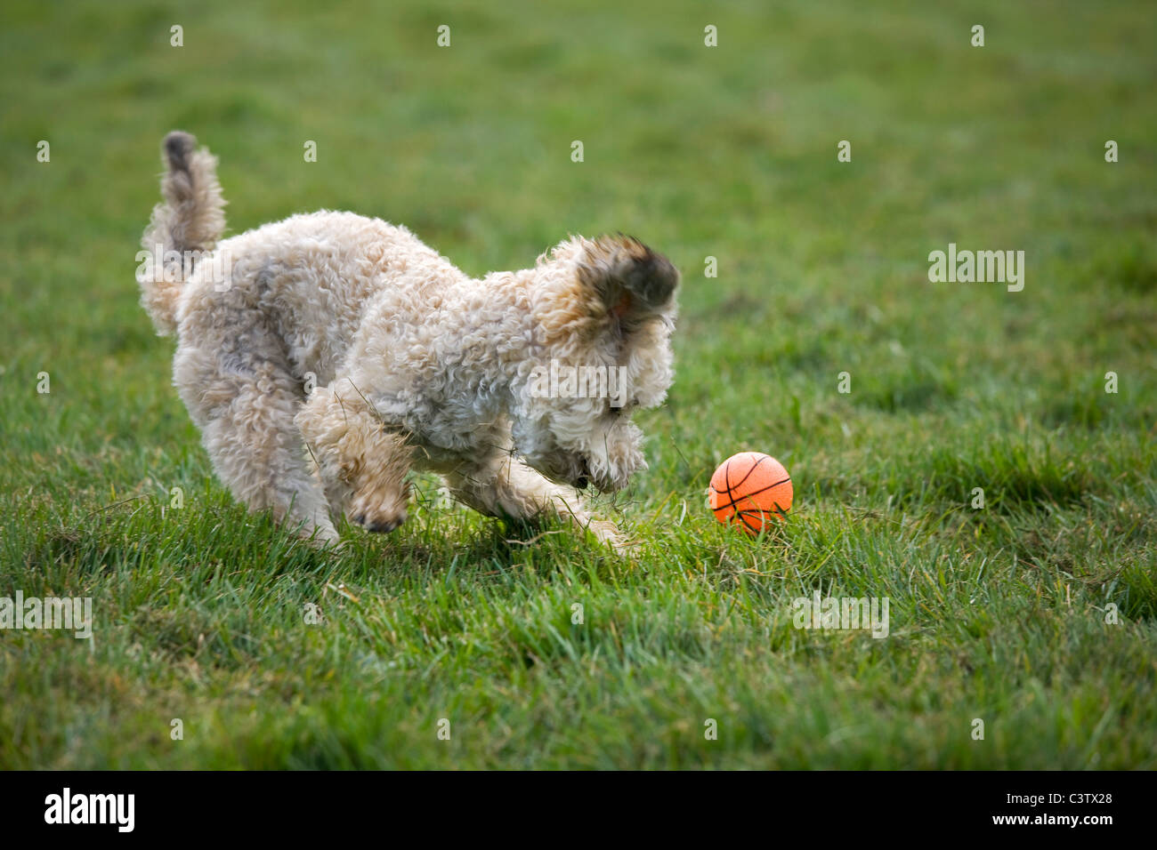 Standard poodle (Canis lupus familiaris) pup playing with ball in ...