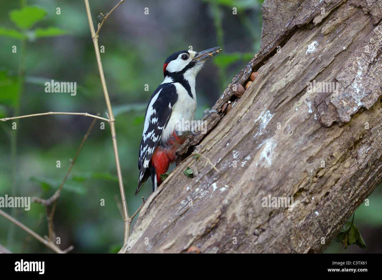 I beat on trunk of tree Stock Photo - Alamy