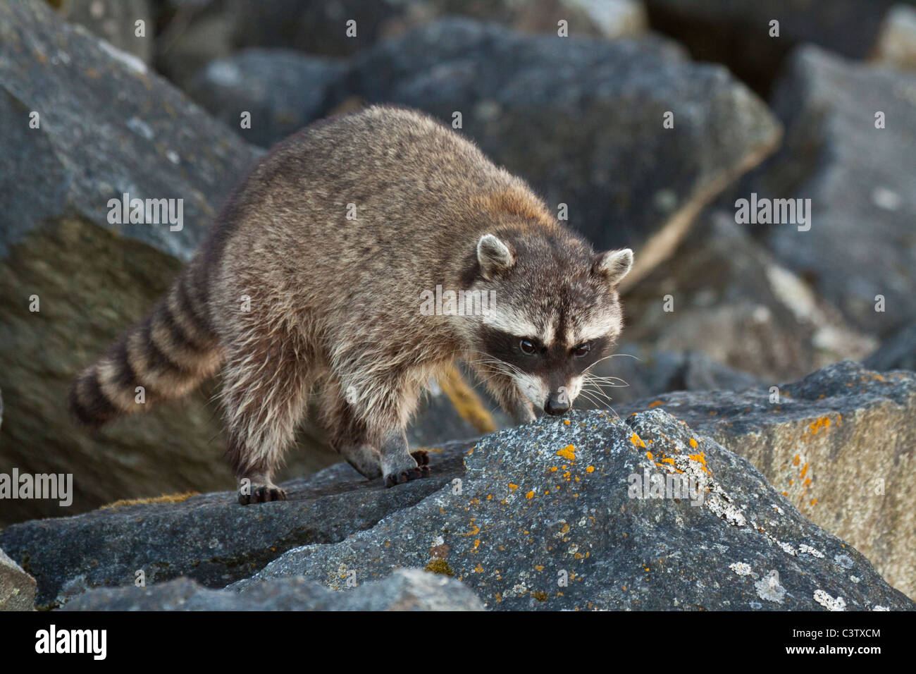 Bandit masked raccoon hi-res stock photography and images - Alamy