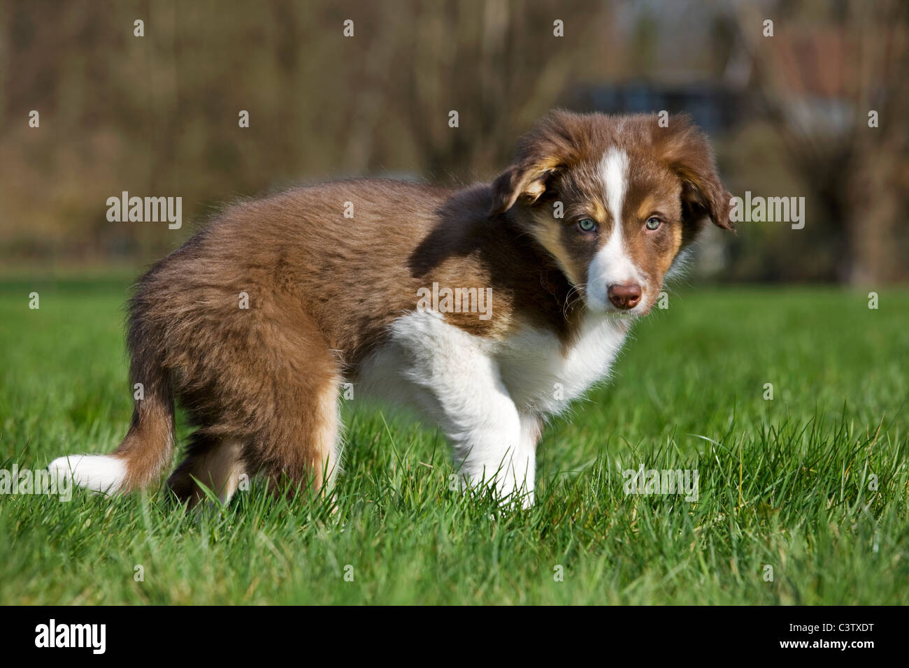 Border shepherd dog hi-res stock photography and images - Alamy