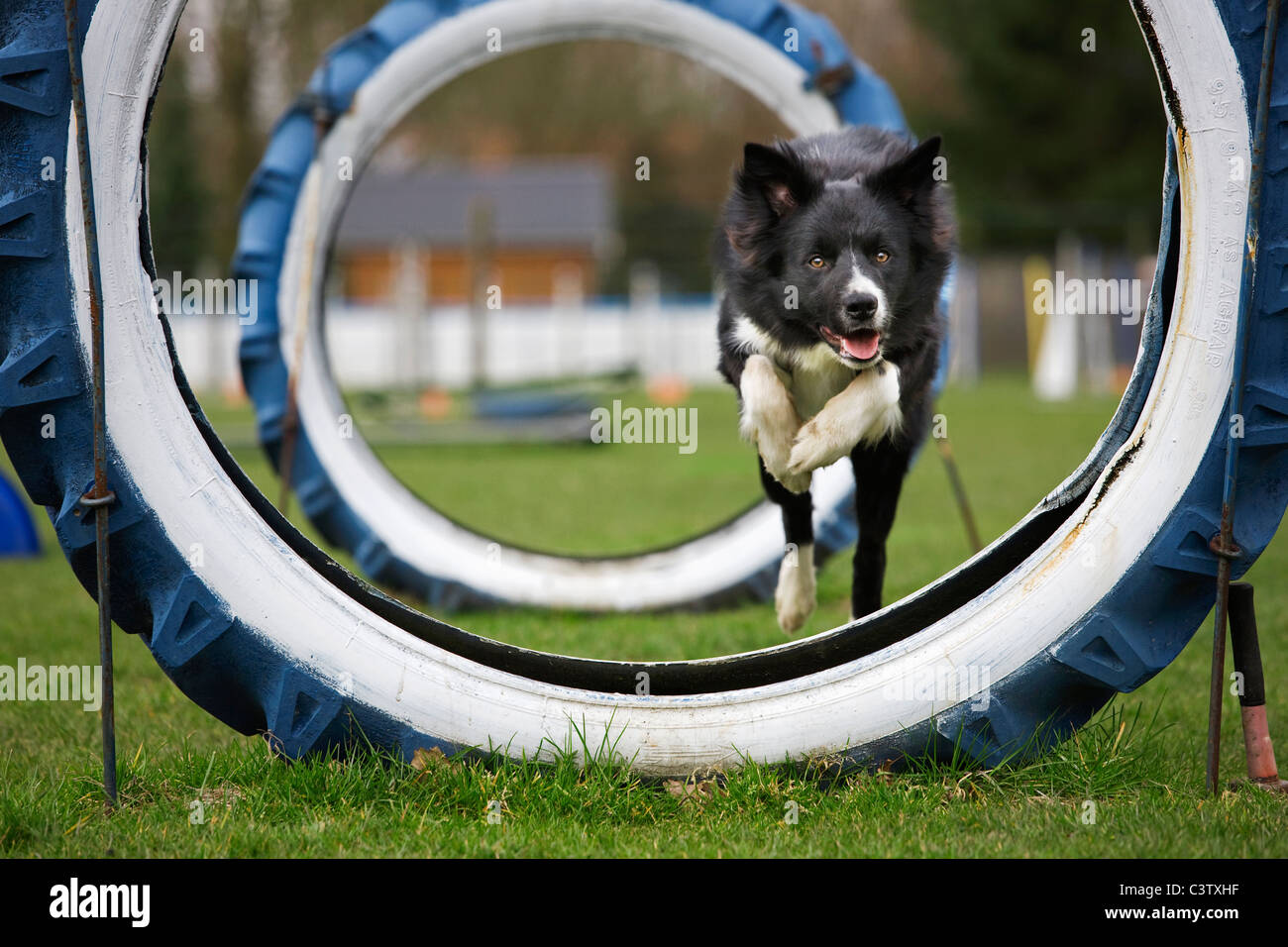 Border Collie (Canis lupus familiaris) running through tyres at ...