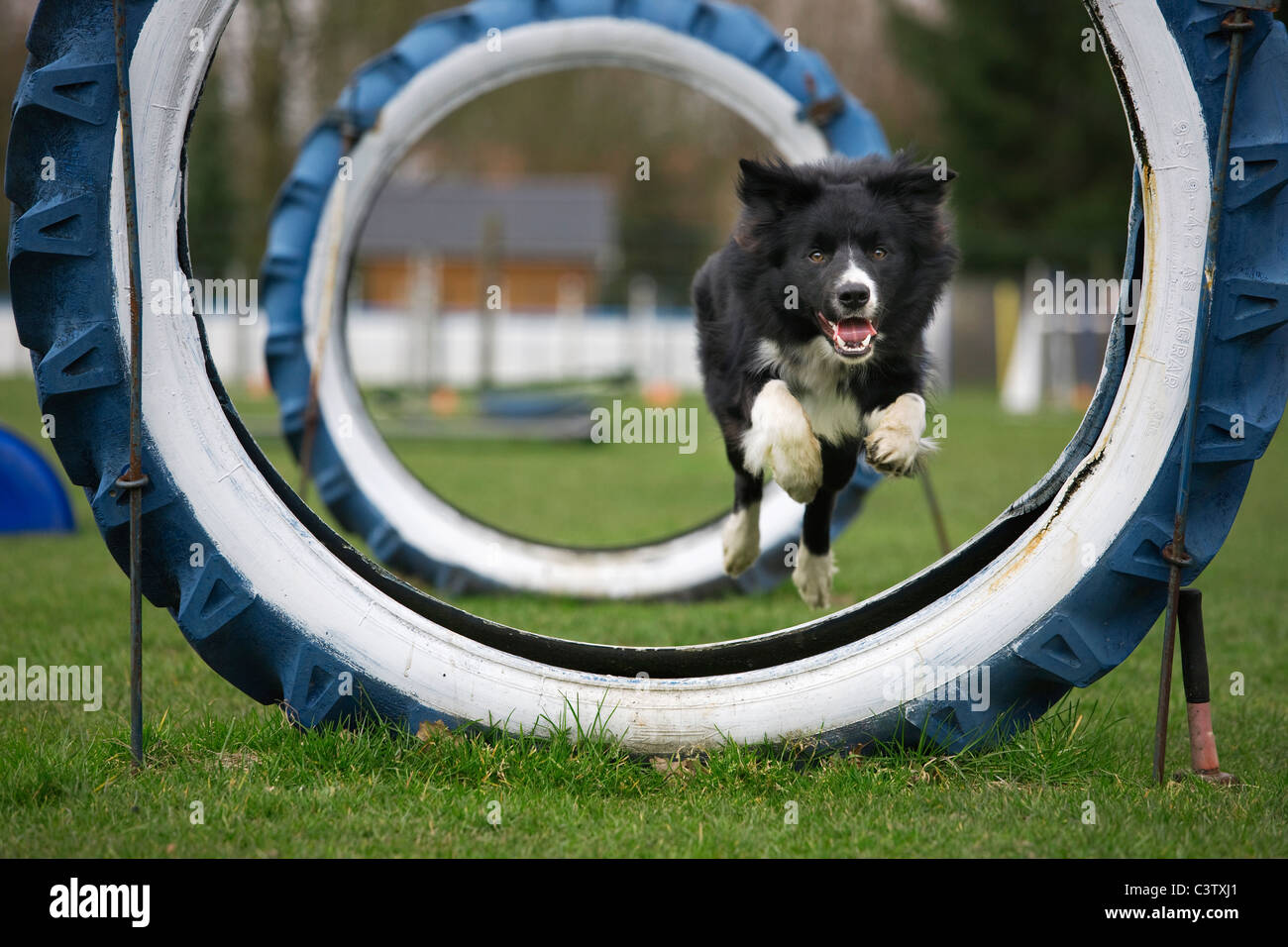 Border Collie (Canis lupus familiaris) running through tyres at ...