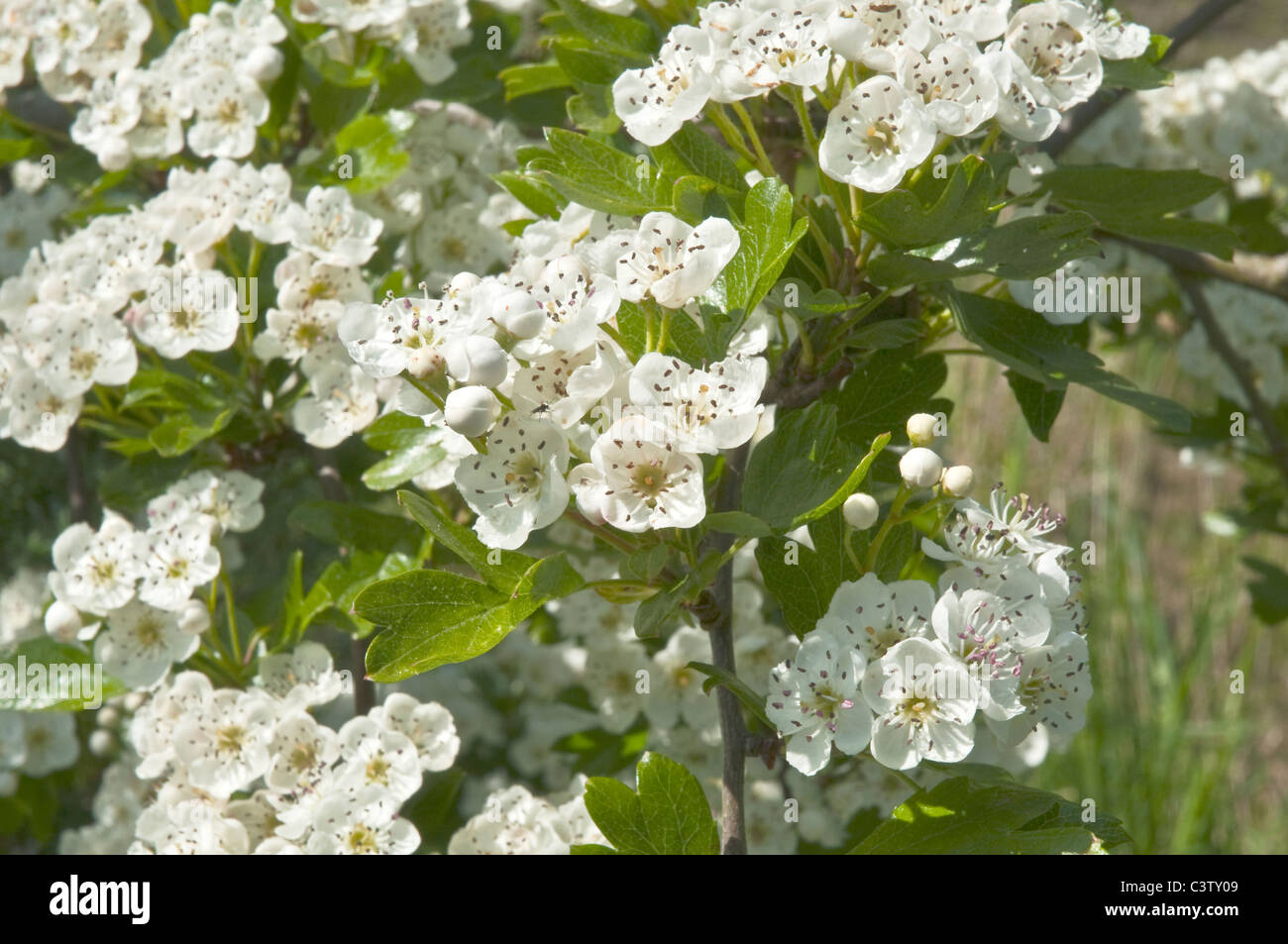 Hawthorn trees hi-res stock photography and images - Alamy