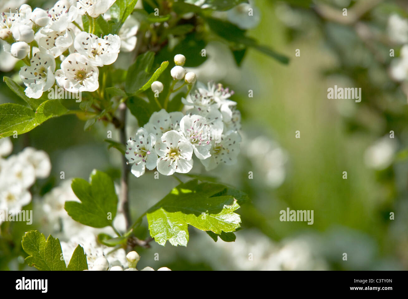 Hawthorn trees hi-res stock photography and images - Alamy